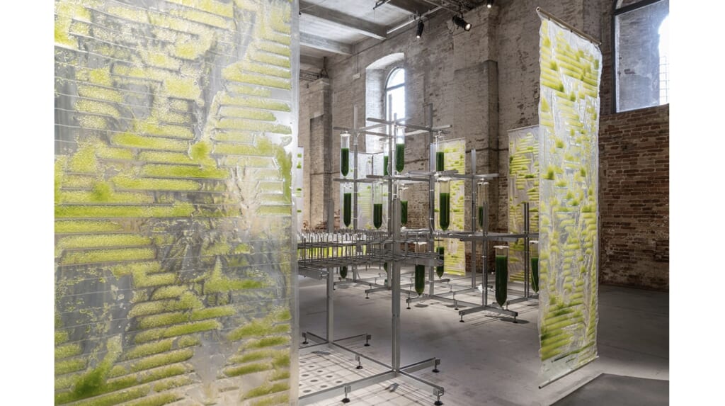 目に体に心地いいアート 藻でCO2を吸収するオブジェたち - NewSphere | DIRECTION