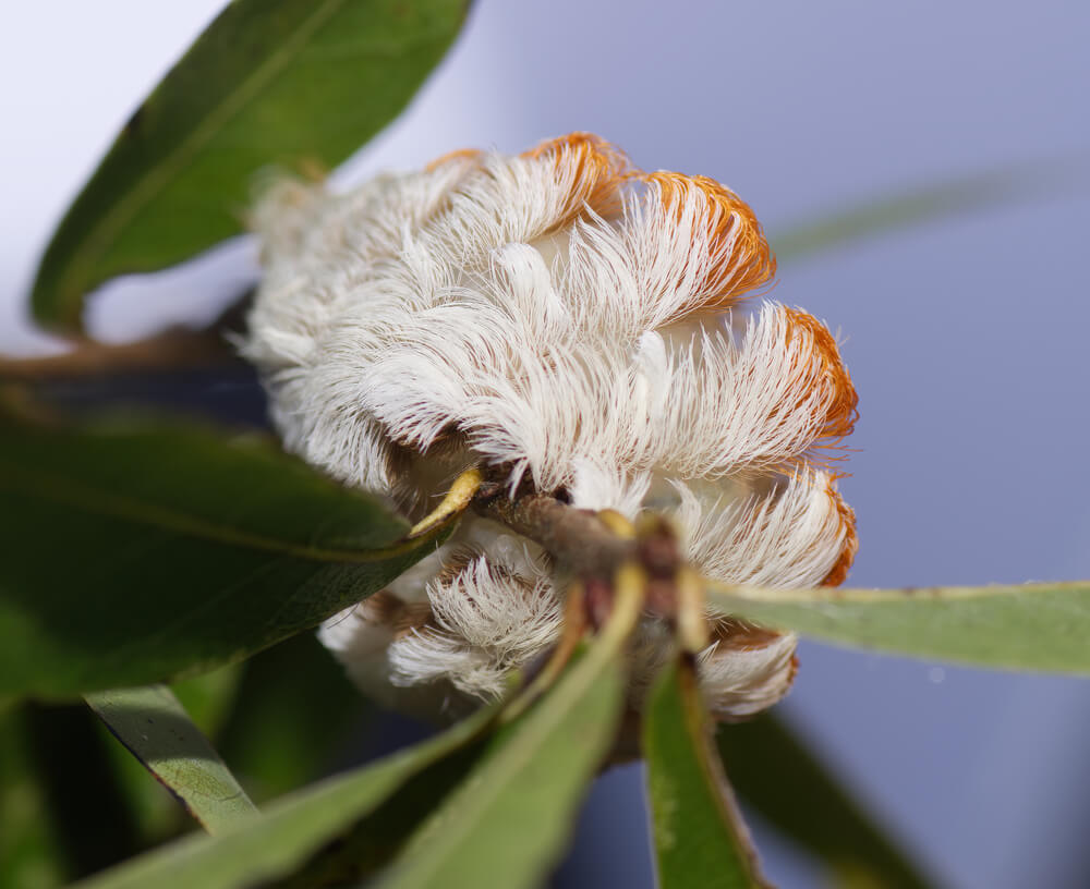 世界一危険な虫20選 ヒアリやイラガなど日本に生息する虫たちも紹介 - NewSphere