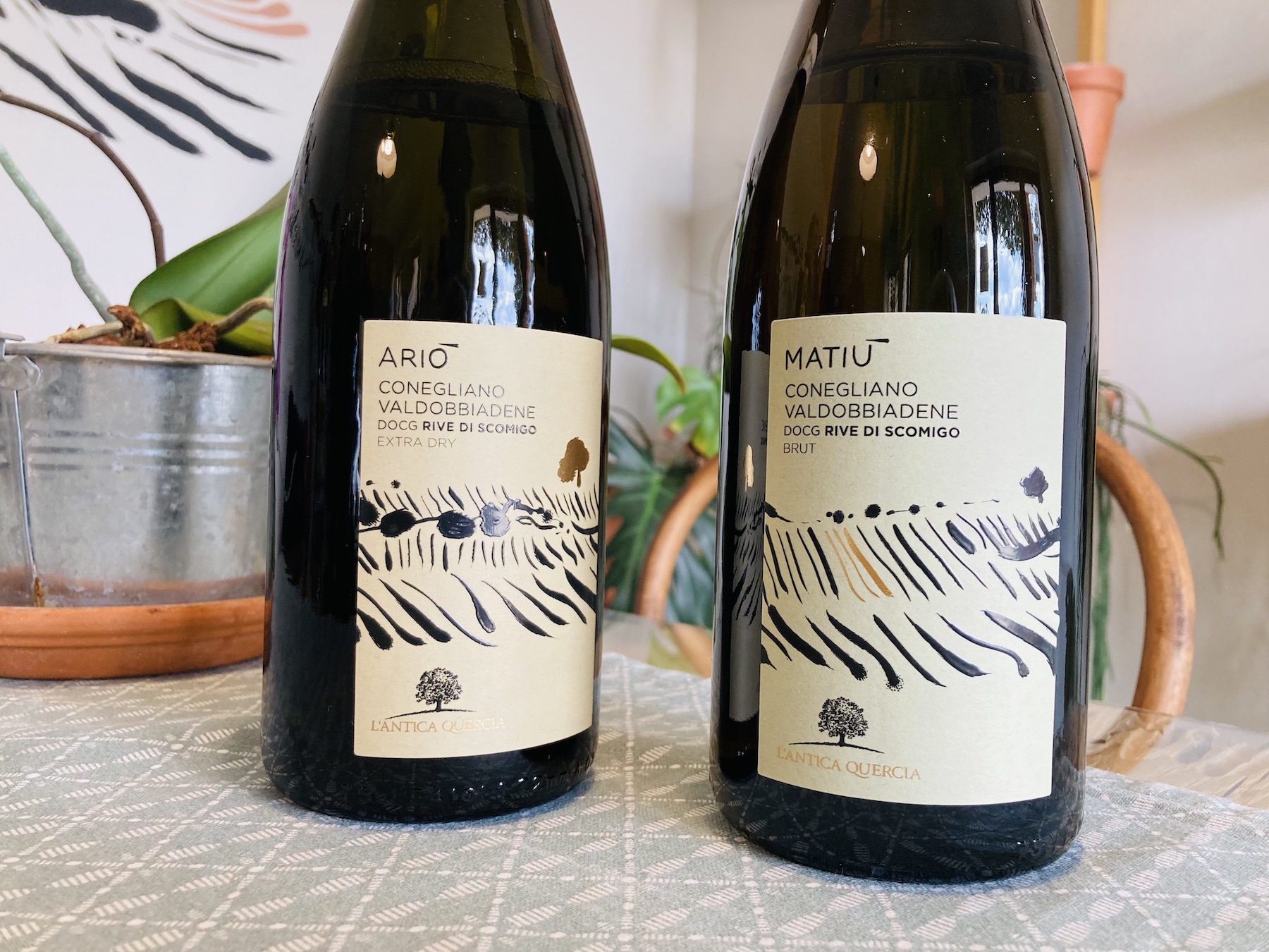 オークの大樹の懐で生まれる、遠い記憶を持つプロセッコ - NewSphere | Signpost