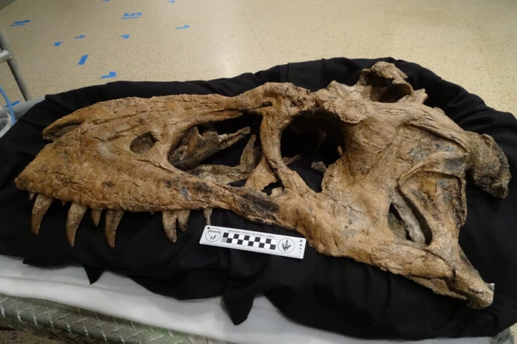【動画】「進化的飛躍の証拠に」発見されたティラノサウルス類の新種 - NewSphere