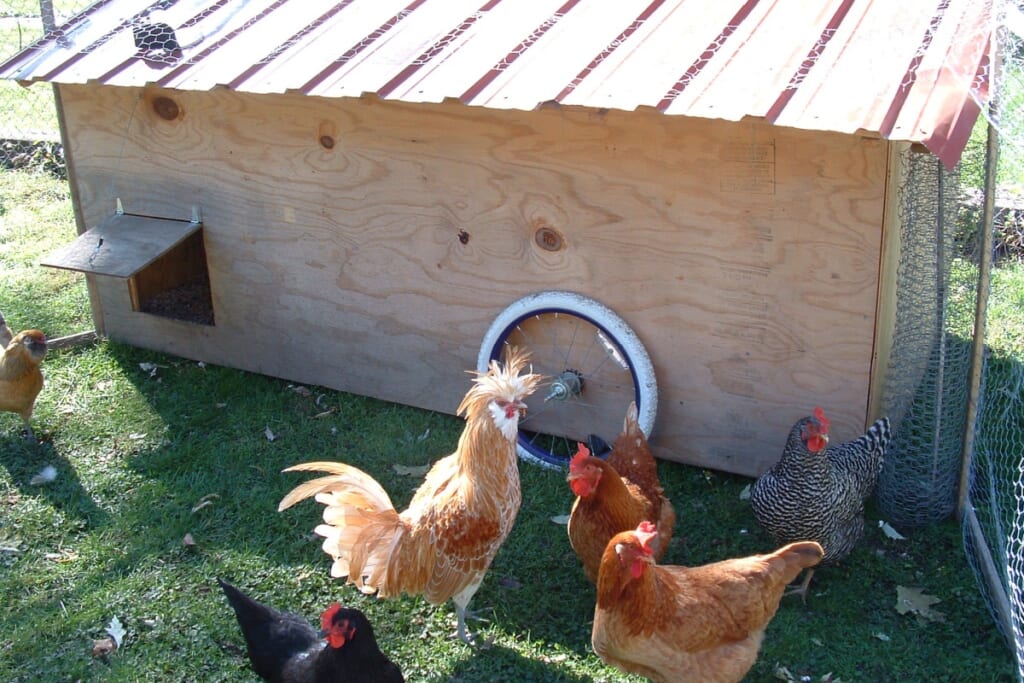 「何十年も住んでいるが、こんなに大きいのを見たのは初めて」 鶏小屋に挟まっていた巨大ヘビ - NewSphere